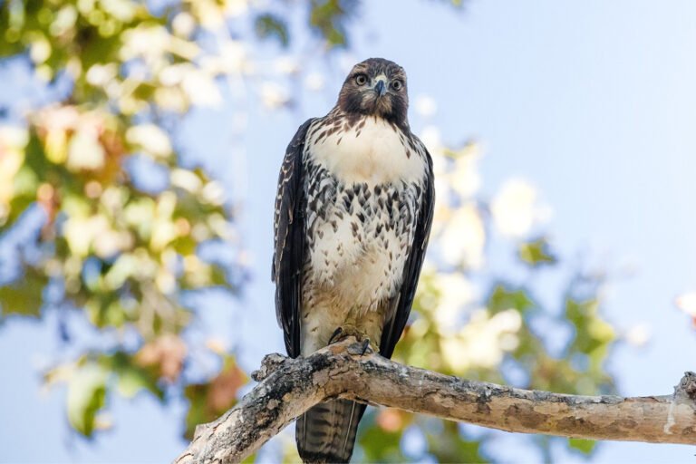 Red-Tailed Hawk: Fascinating Identification and Facts - Birdsmania