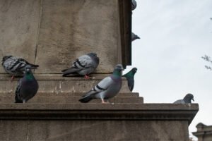 Understanding Pigeon Communication: Fascinating Insights Await - Birdsmania