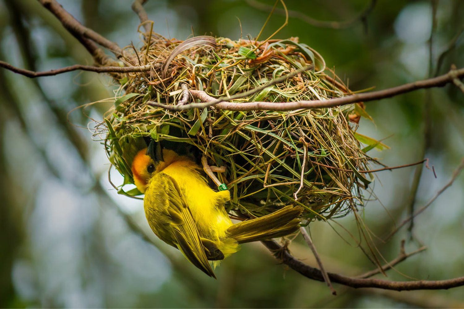 Birds with Unusual Nesting Habits: Fascinating Strategies - Birdsmania