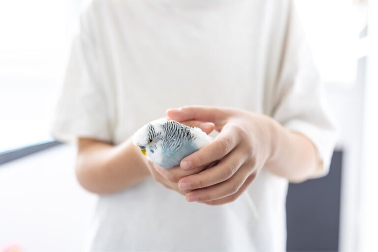 How to Rescue and Rehabilitate Injured Birds Safely - Birdsmania