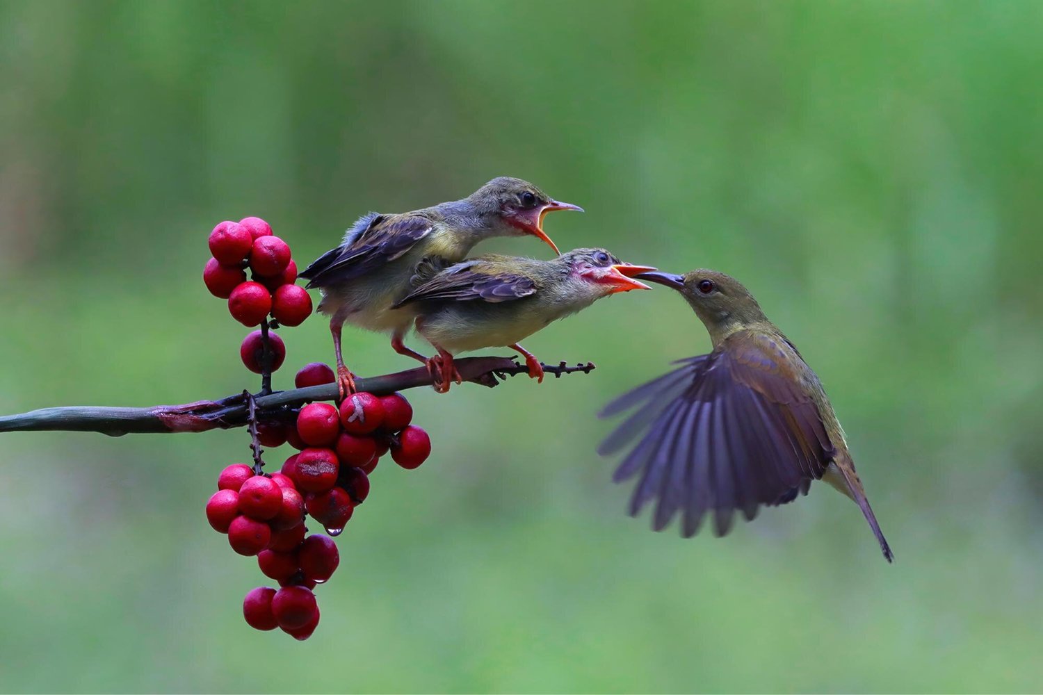 Understanding Bird Territorial Behavior: Fascinating Insights - Birdsmania