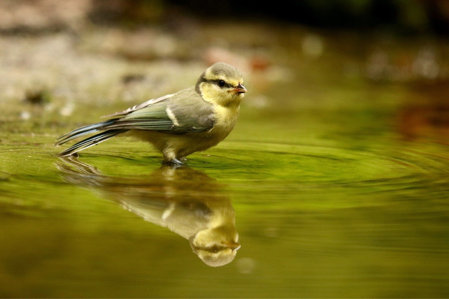 Clean Water Sources: Key to Bird Health - Birdsmania